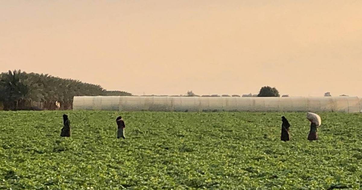 New agricultural development and water management project in Jordan set ...